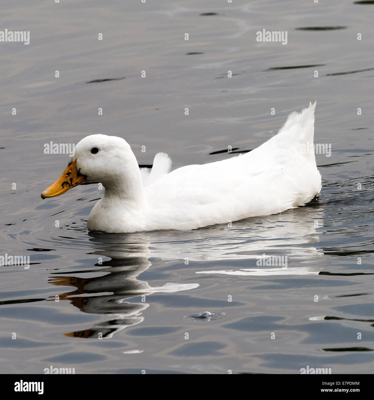 White Domesticated Duck Swimming on a Lake at Fairburn Ings near ...