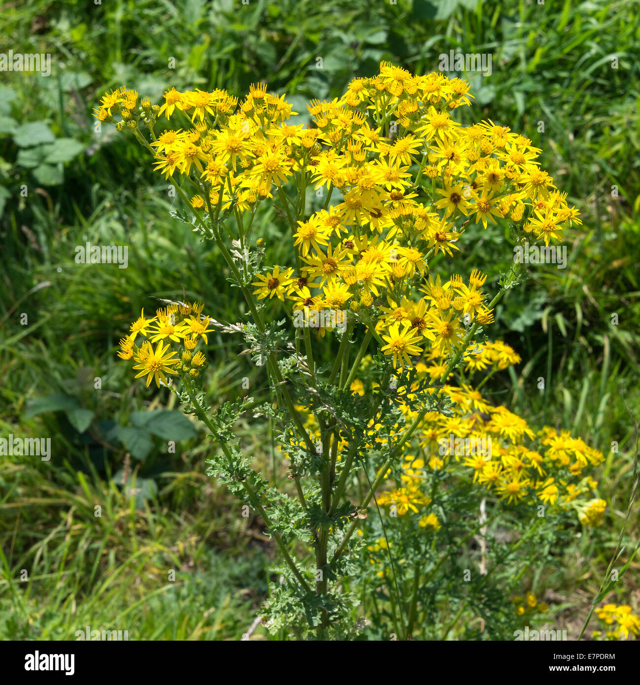 Pinnate leaved ragwort hi-res stock photography and images - Alamy