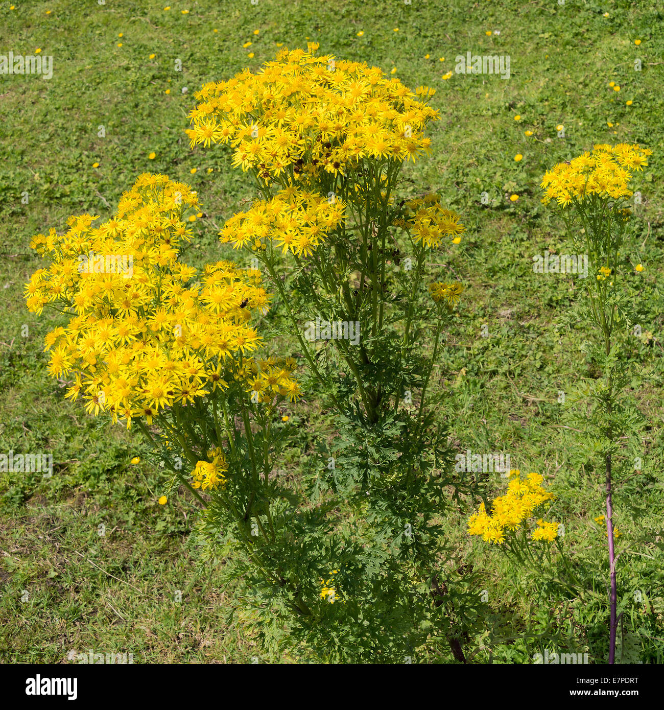 Yellow Ragwort High Resolution Stock Photography and Images - Alamy