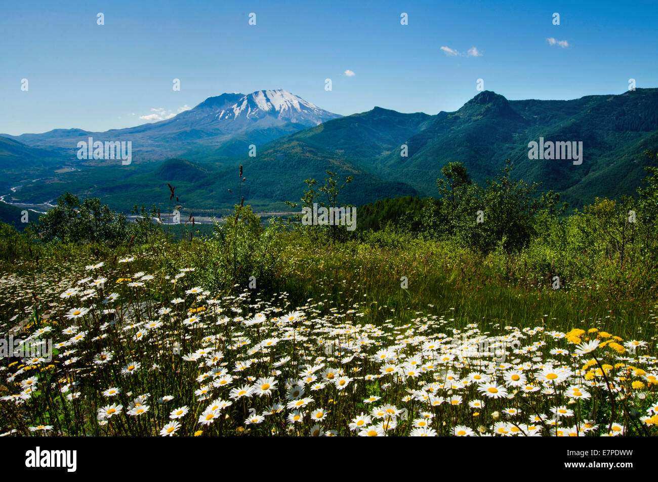 USA, Washington State, Mount St Helen's Stock Photo - Alamy