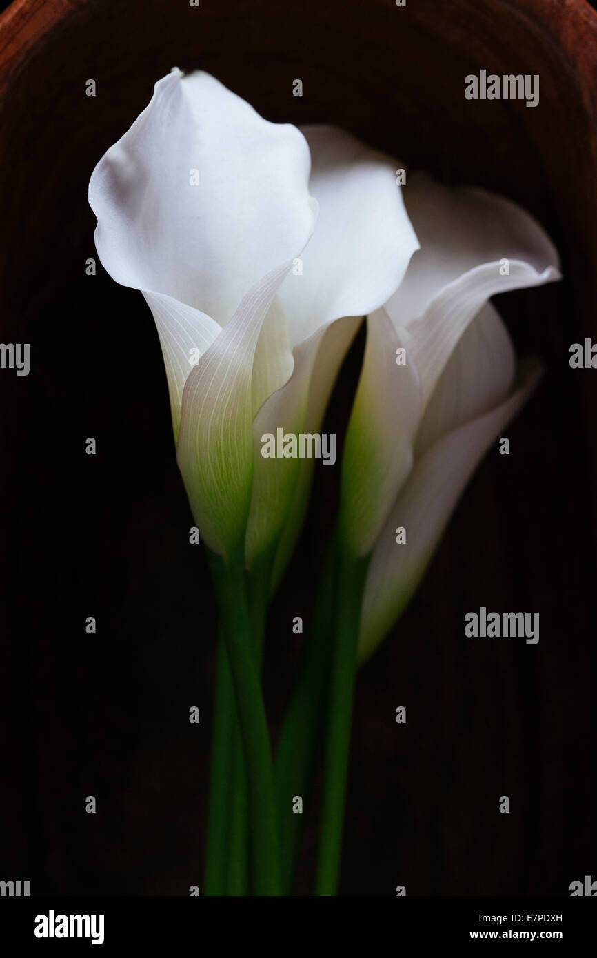 White calla lilies blooming hi-res stock photography and images - Alamy