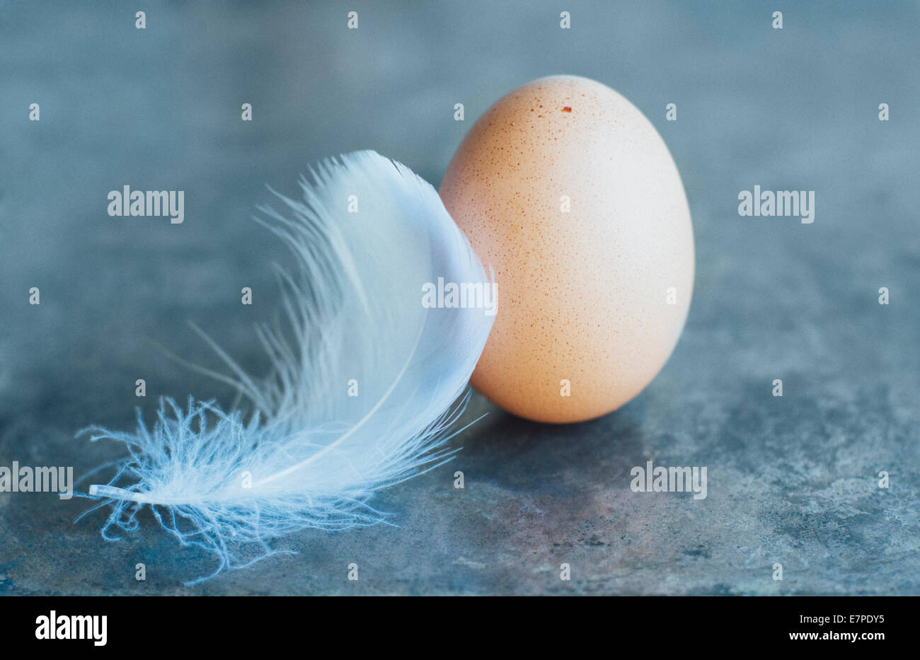Hard feather hi-res stock photography and images - Alamy