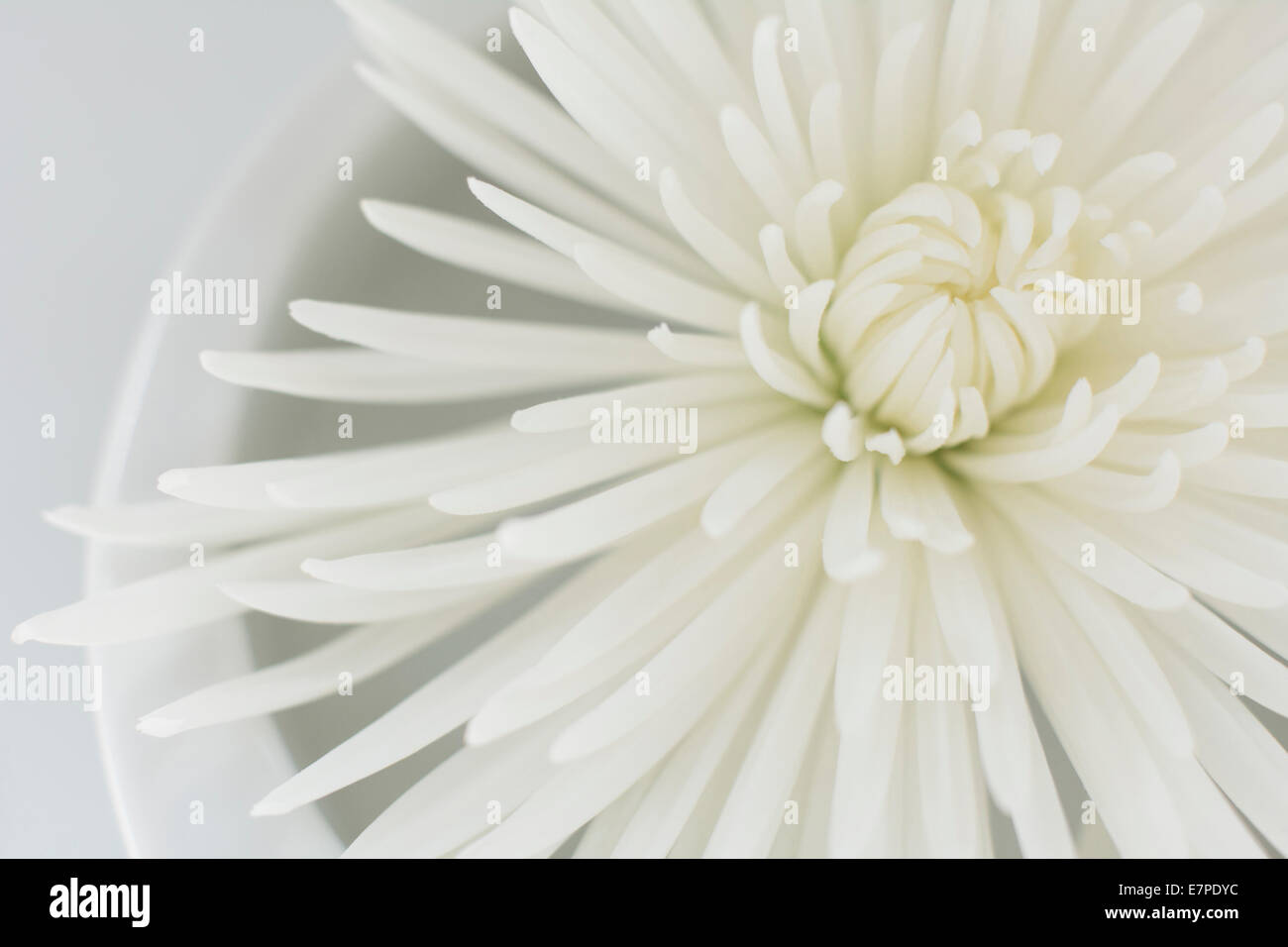 Overhead shot blooming white hi-res stock photography and images - Alamy