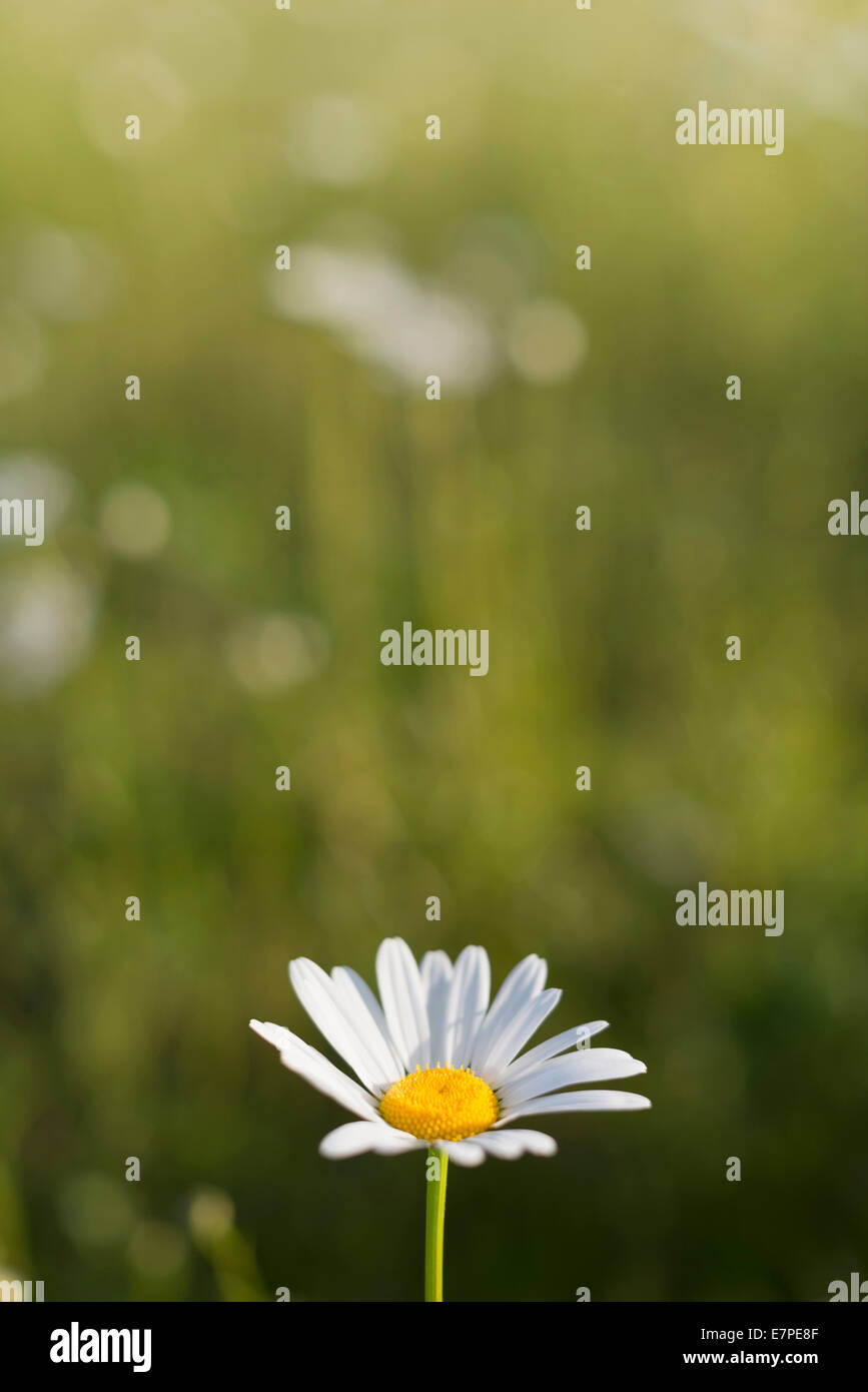 Focus on the flower hi-res stock photography and images - Alamy