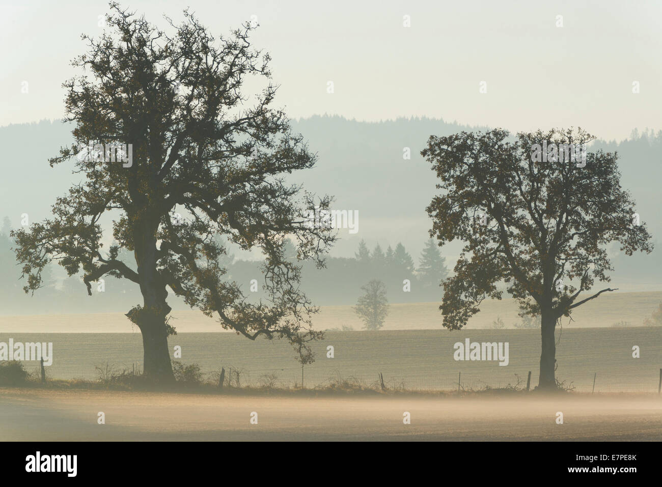 Oregon oak trees hi-res stock photography and images - Alamy