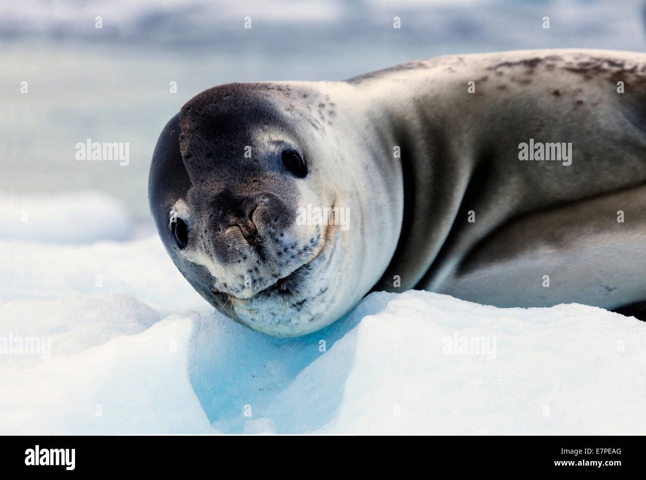 Antarctica, Portrait of seal Stock Photo - Alamy
