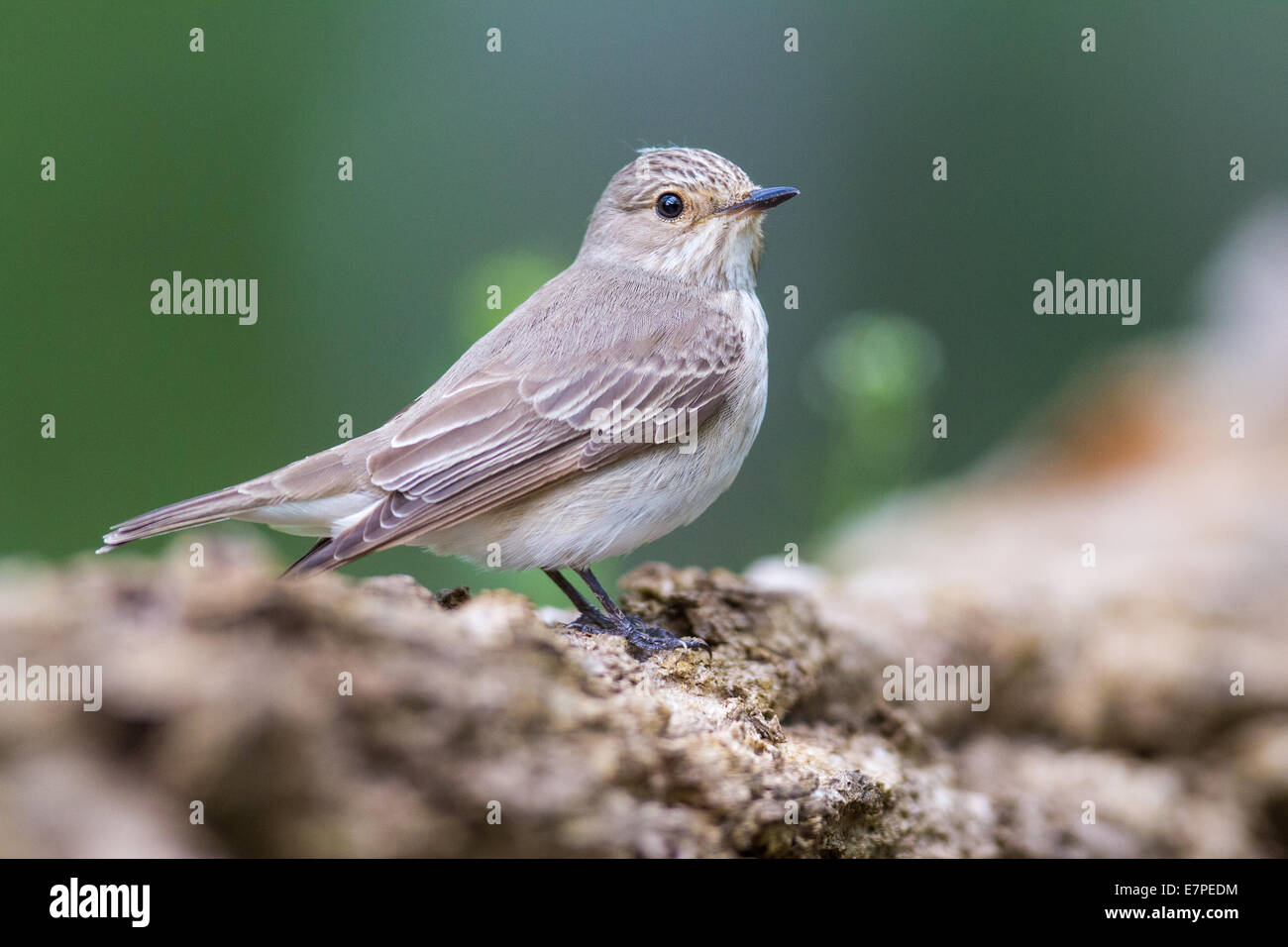 Adult flycatcher hi-res stock photography and images - Alamy
