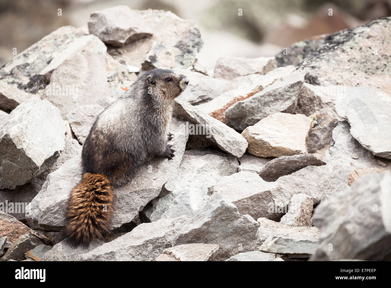 Hoary marmot at Whistlers Peak, Jasper National Park, Alberta, Canada ...