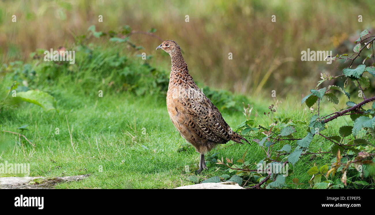 Hen Pheasant on the Alert in Countryside at Fairburn Ings near ...