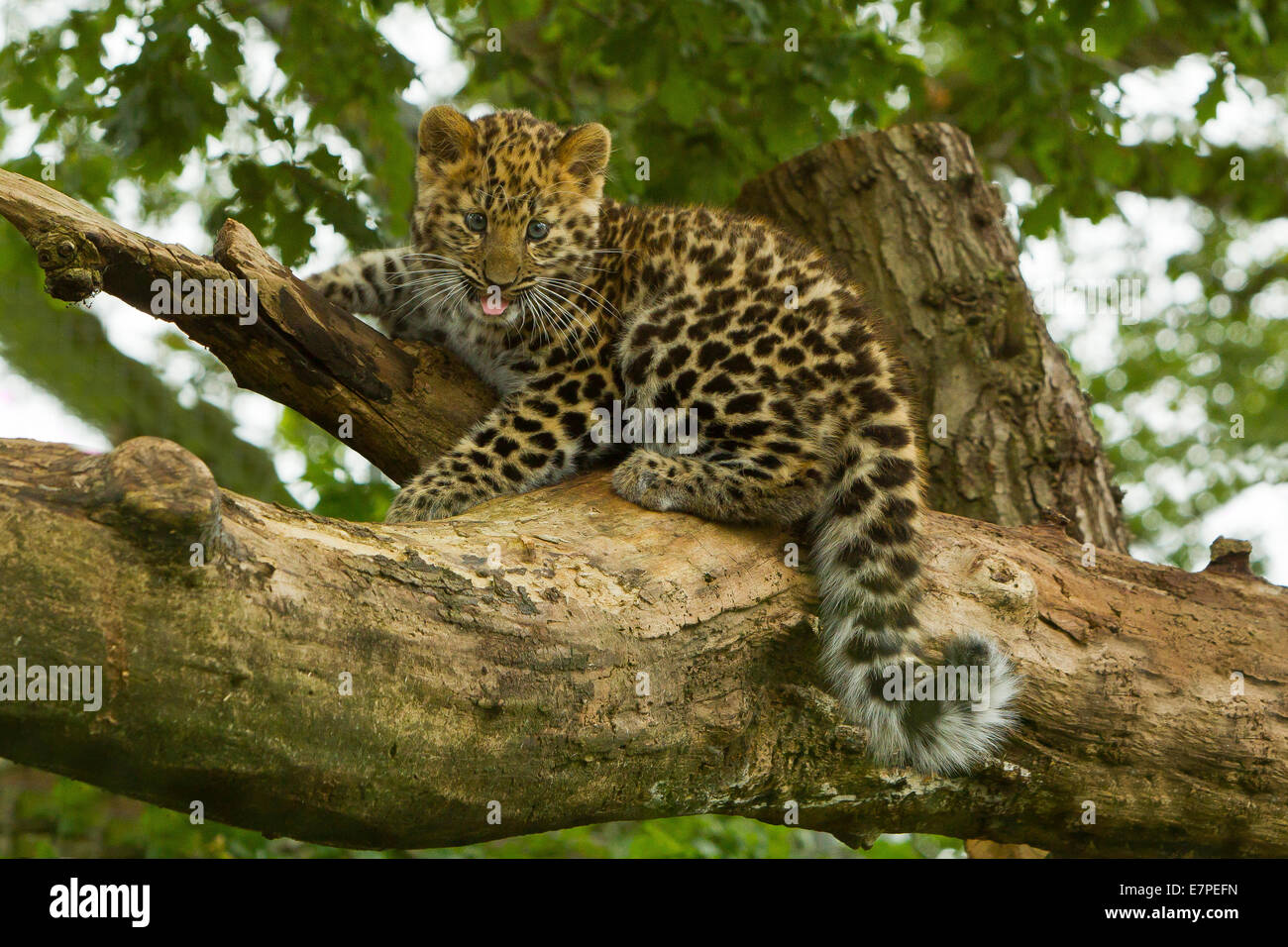 Extremely Rare Amur Leopard Cub (Panthera Pardus Orientalis) Climbing ...