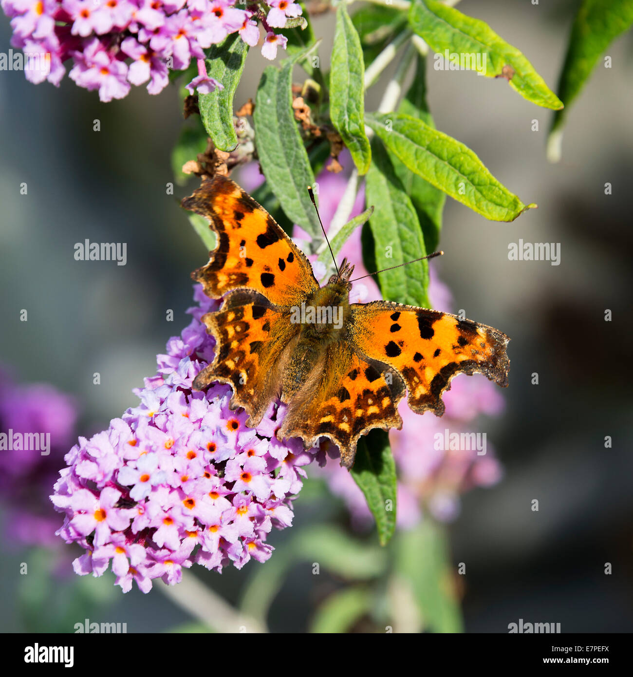 Grey Winged Butterfly High Resolution Stock Photography and Images - Alamy