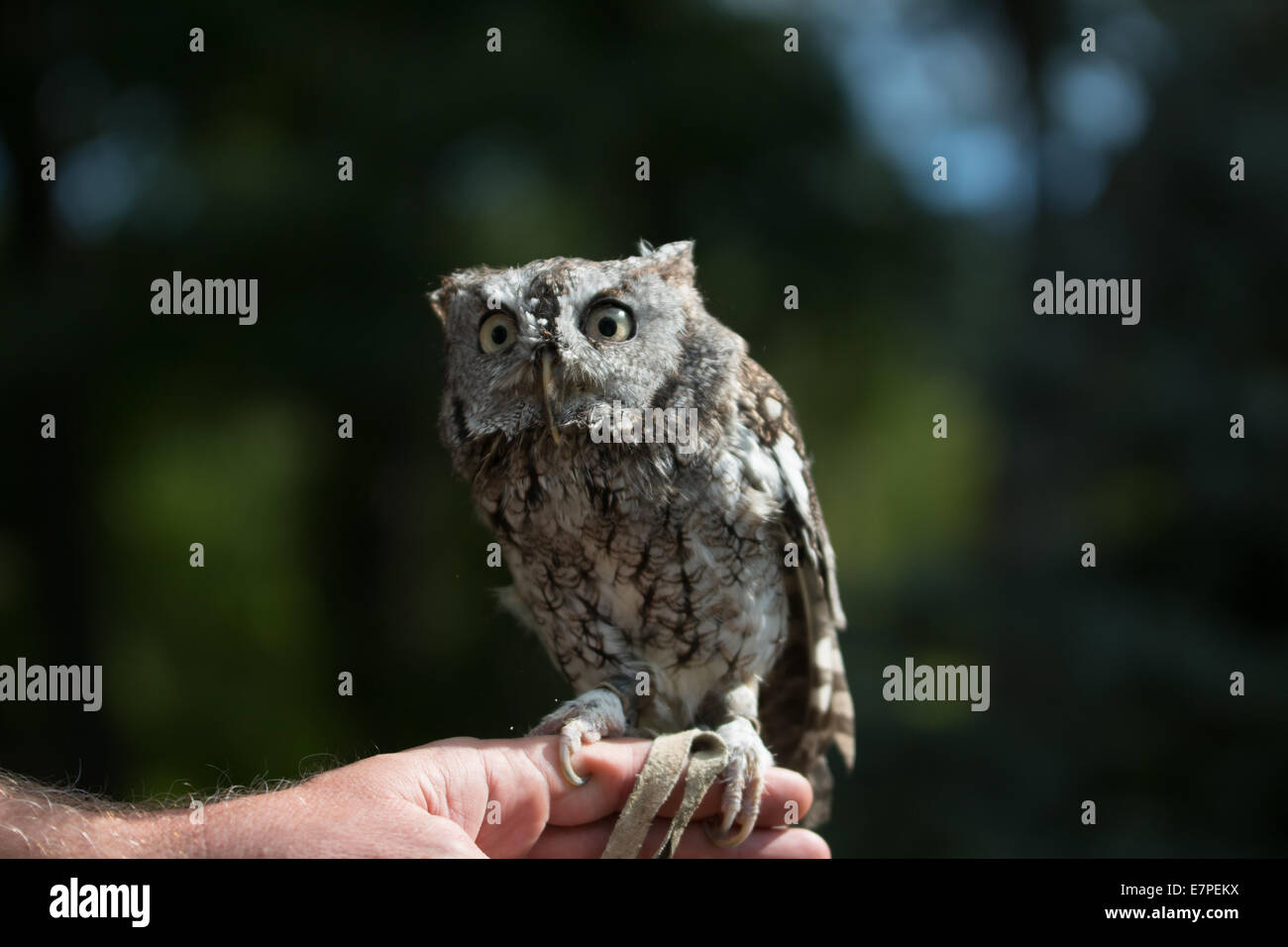 Screech owl with handler Stock Photo - Alamy