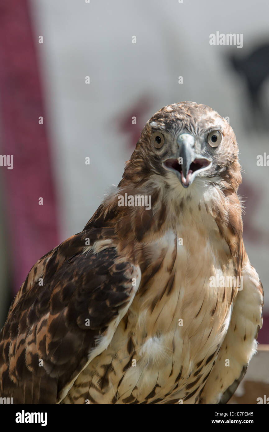 Hawk predator hi-res stock photography and images - Alamy
