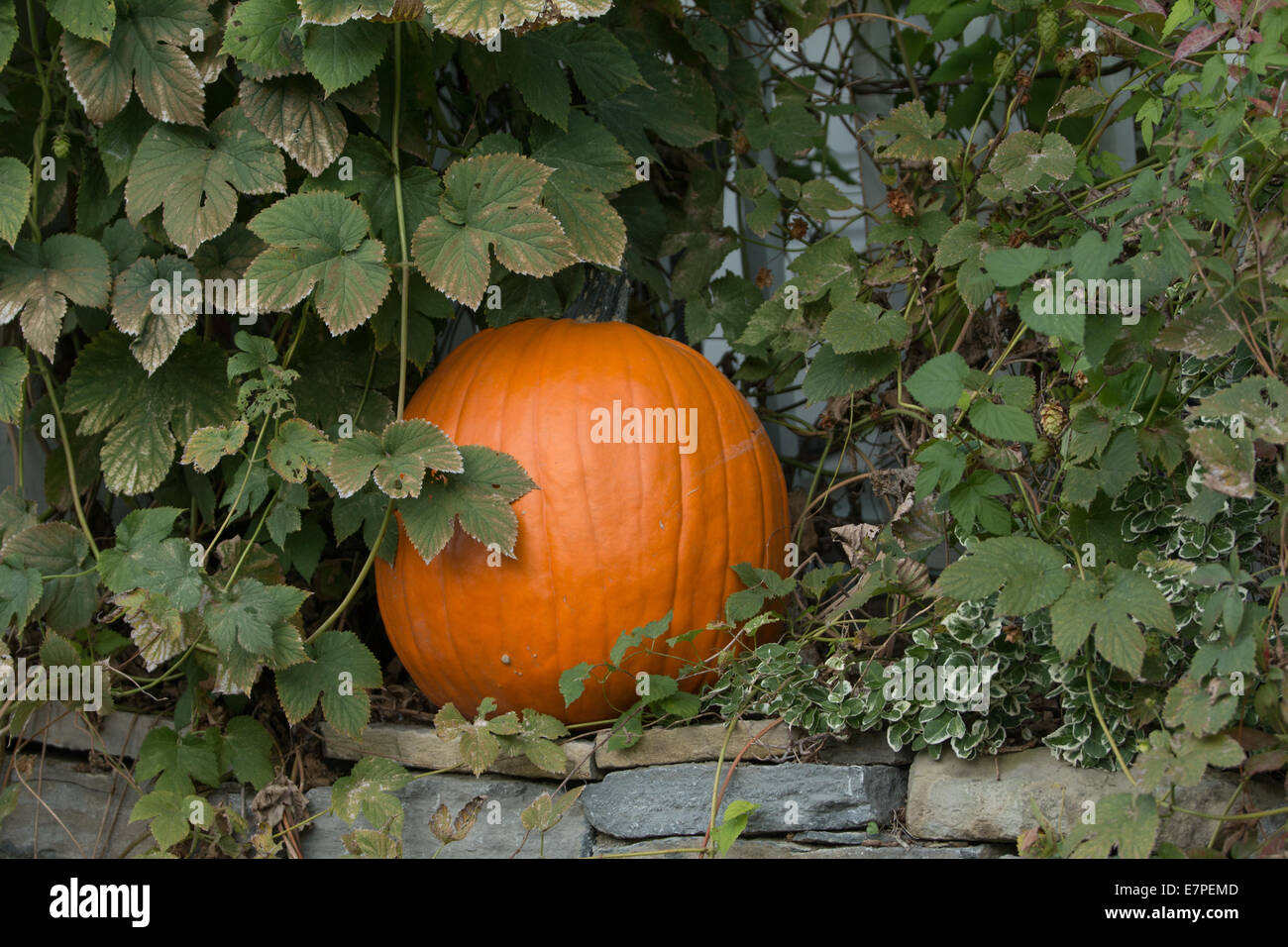 signs of fall Stock Photo - Alamy