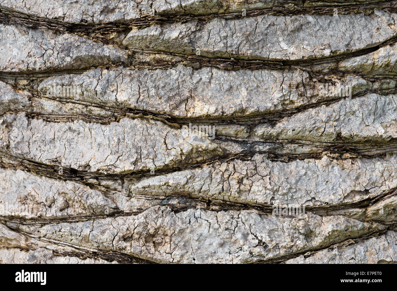 Closeup texture of palm tree as a pattern background Stock Photo - Alamy