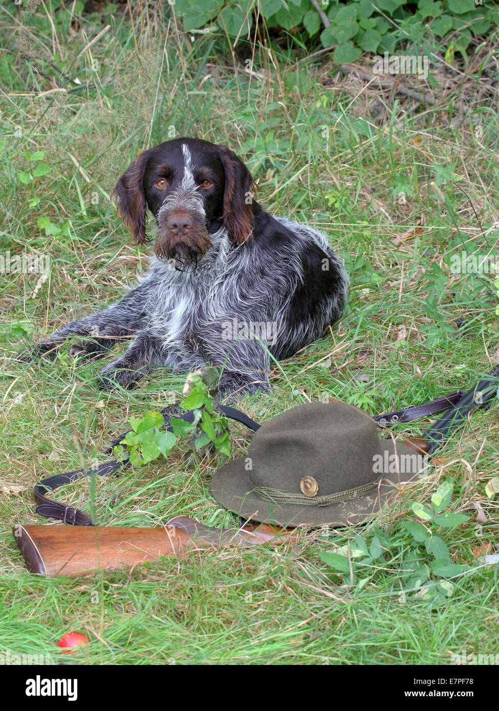 Bohemian wire haired pointing griffon hi-res stock photography and ...