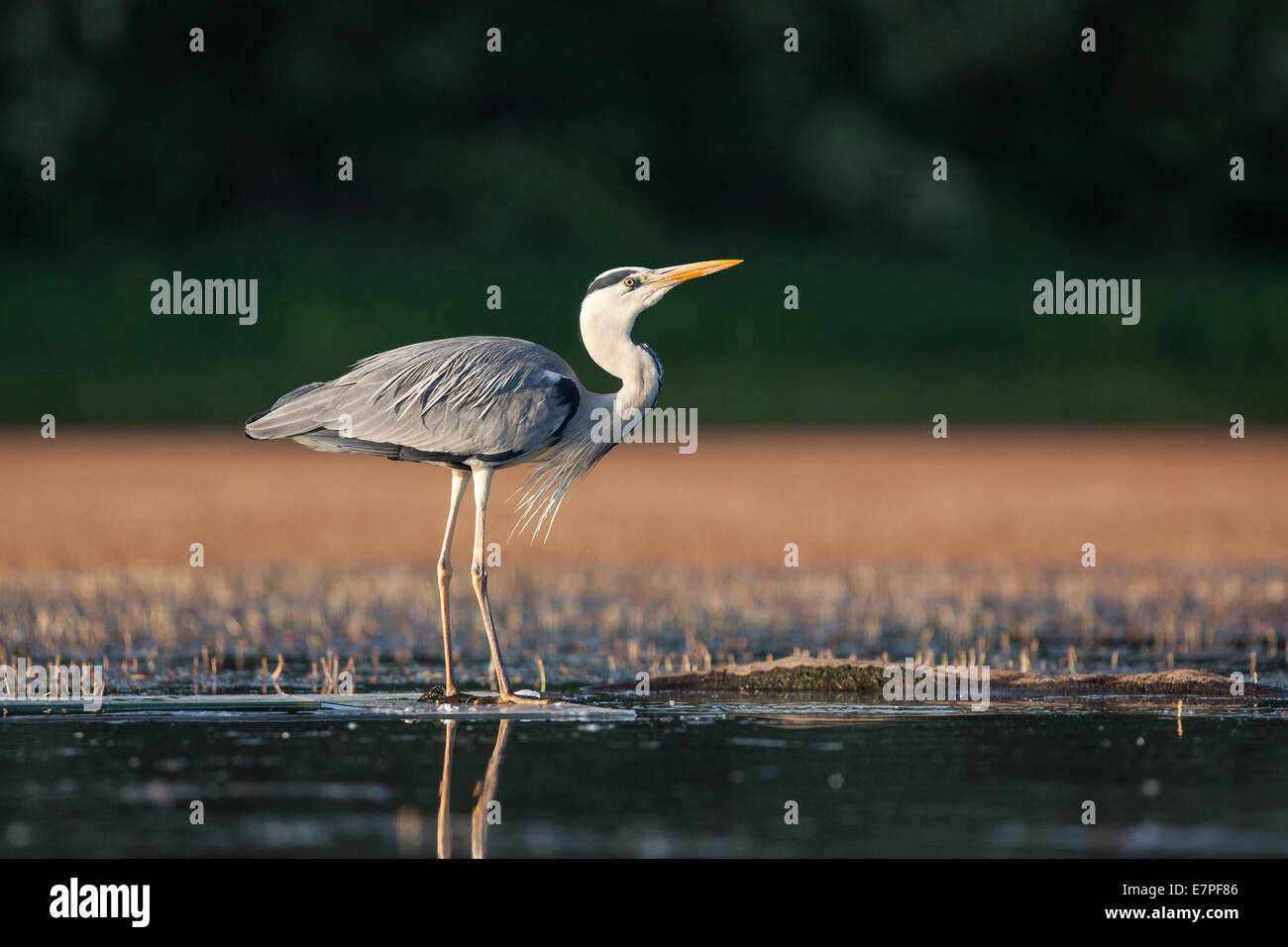 Grey heron hi-res stock photography and images - Alamy