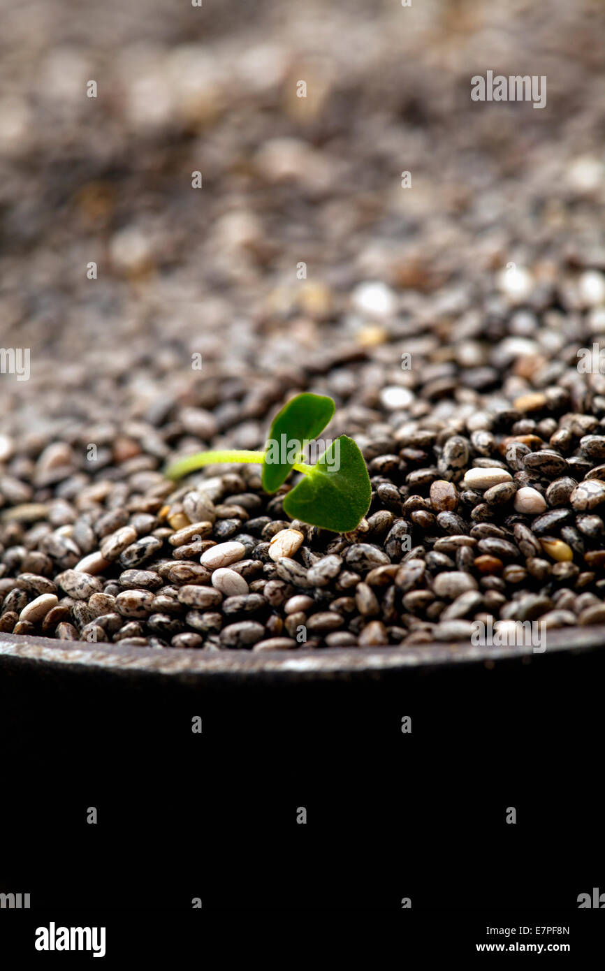 China food close up hi-res stock photography and images - Alamy