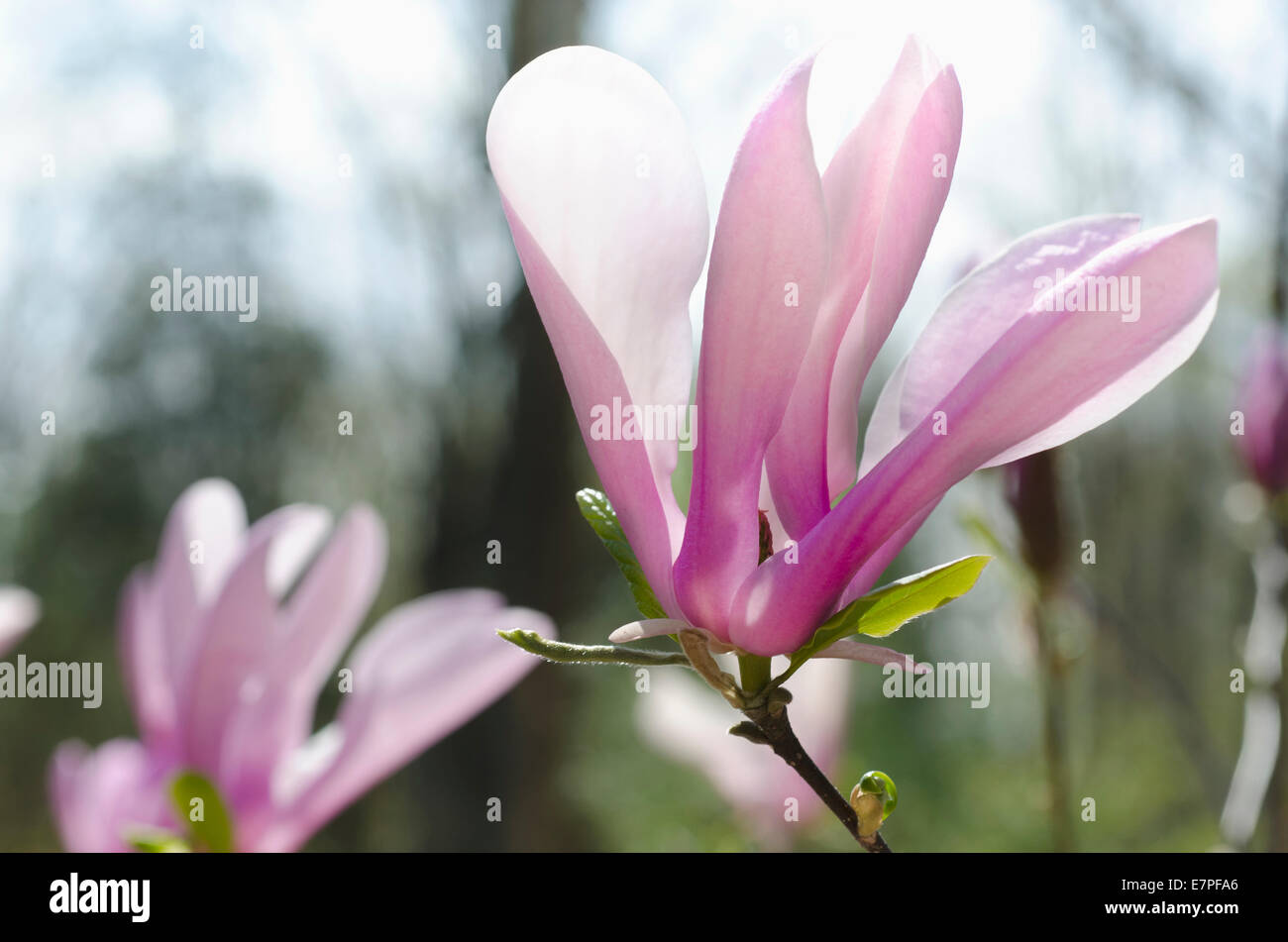 Magnolia tree in foreground hi-res stock photography and images - Alamy