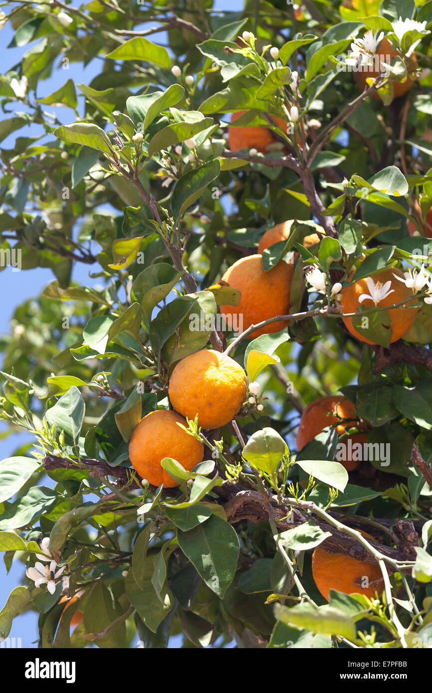 Orange trees - Citrus sinensis Stock Photo - Alamy