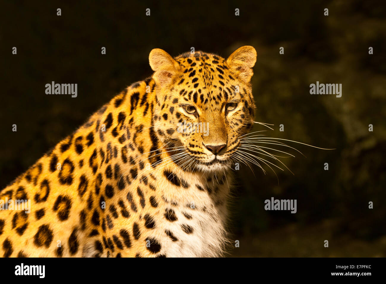 Extremely Rare Amur Leopard (Panthera Pardus Orientalis) In Evening ...