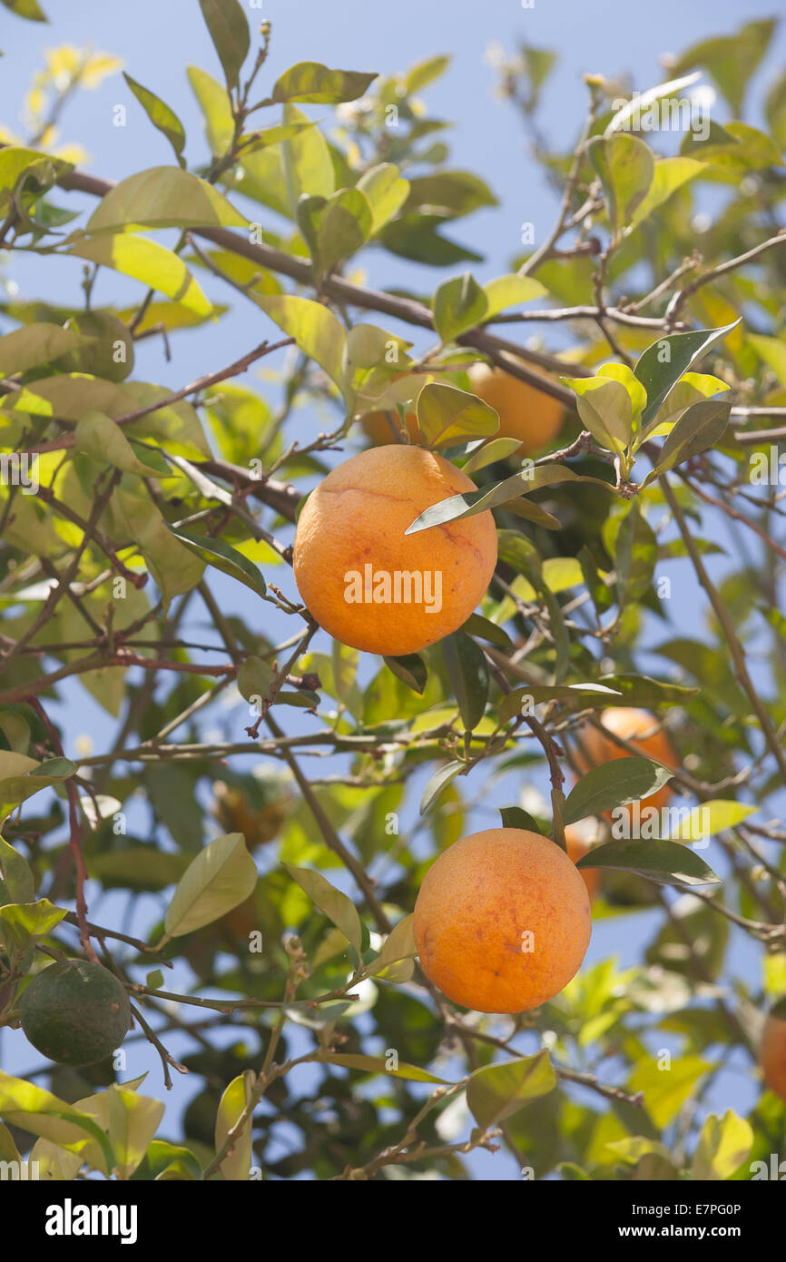 Orange trees - Citrus sinensis Stock Photo - Alamy