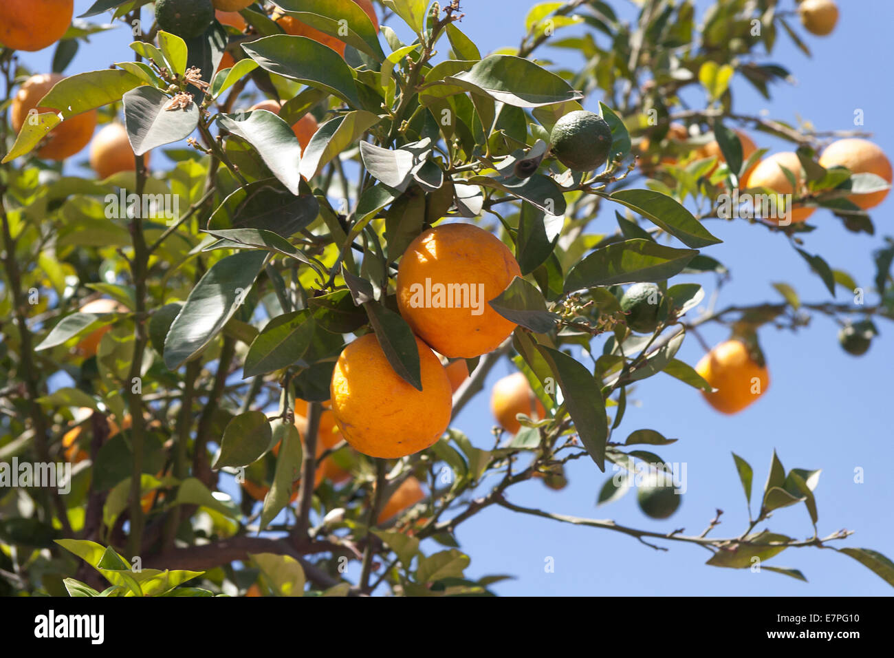Orange trees - Citrus sinensis Stock Photo - Alamy
