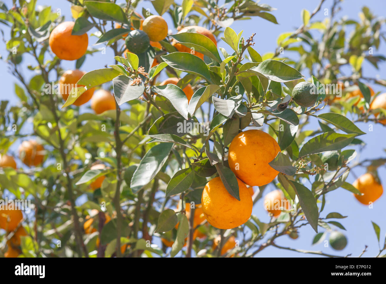 Orange trees - Citrus sinensis Stock Photo - Alamy