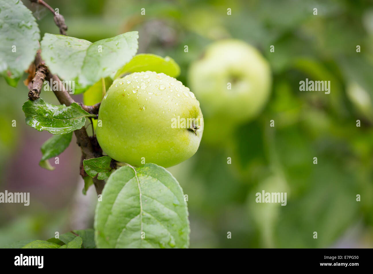 Apple crop outdoors Stock Photo - Alamy