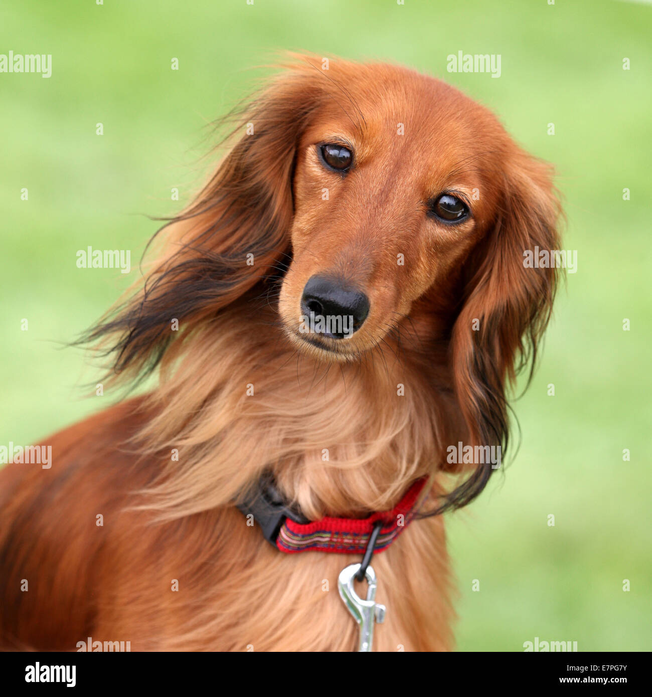 Dashund puppy hi-res stock photography and images - Alamy