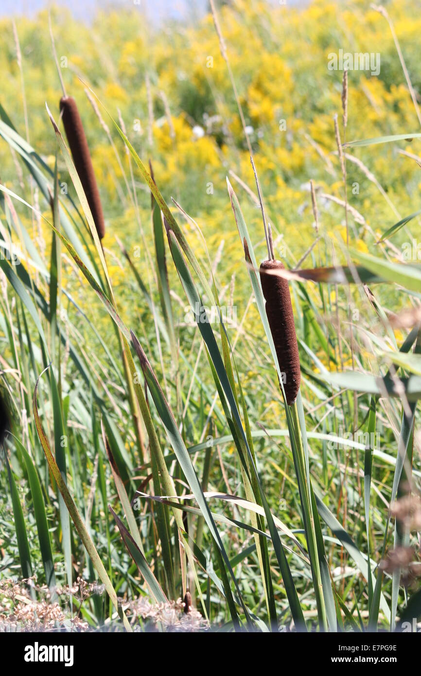 Bulrush in marsh hi-res stock photography and images - Alamy