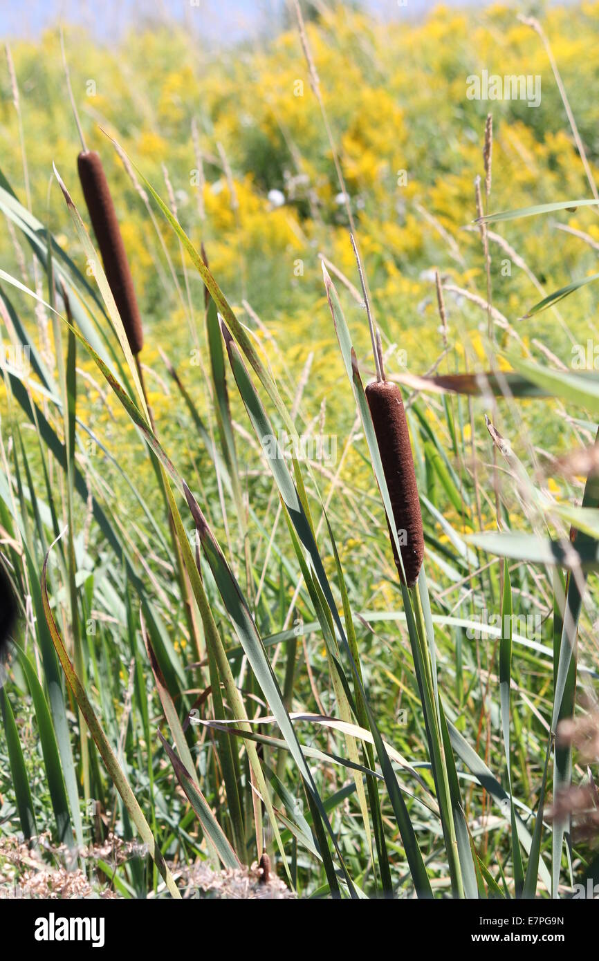 Bulrush in marsh hi-res stock photography and images - Alamy