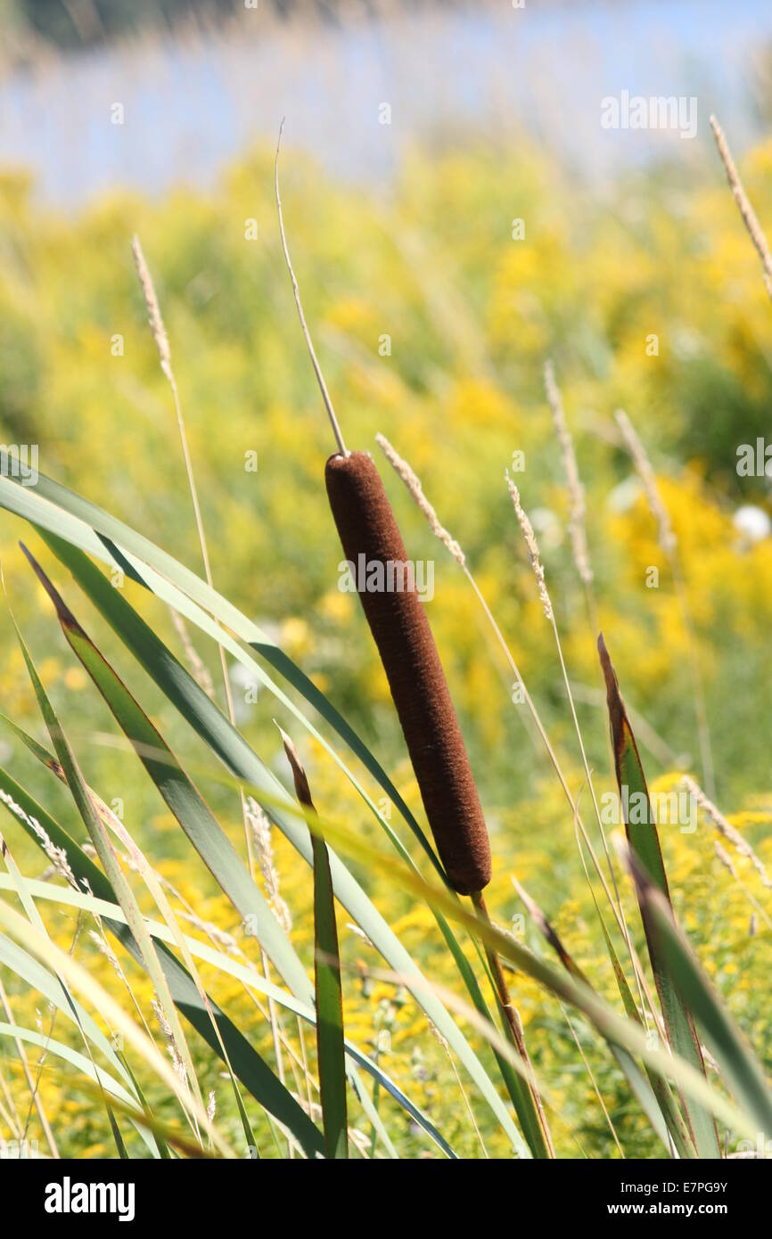 Cattails or bulrushes are wetland plants, Typha plants grow along lake ...