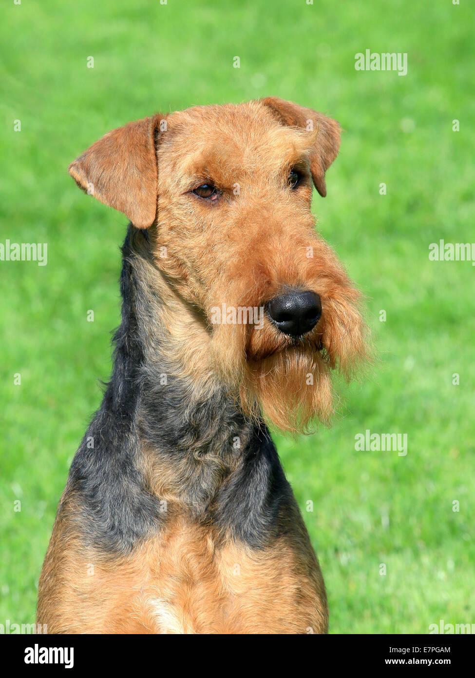 The portrait of typical Airedale Terrier Stock Photo - Alamy