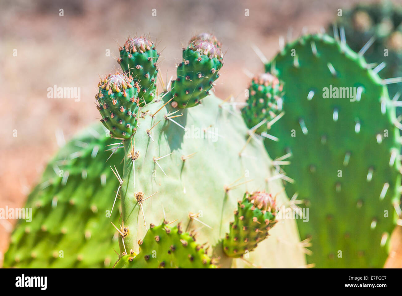 Opuntia cactaceae hi-res stock photography and images - Alamy