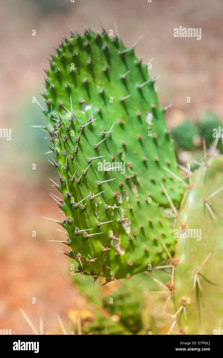 Cactus fruit nature organic plant hi-res stock photography and images ...