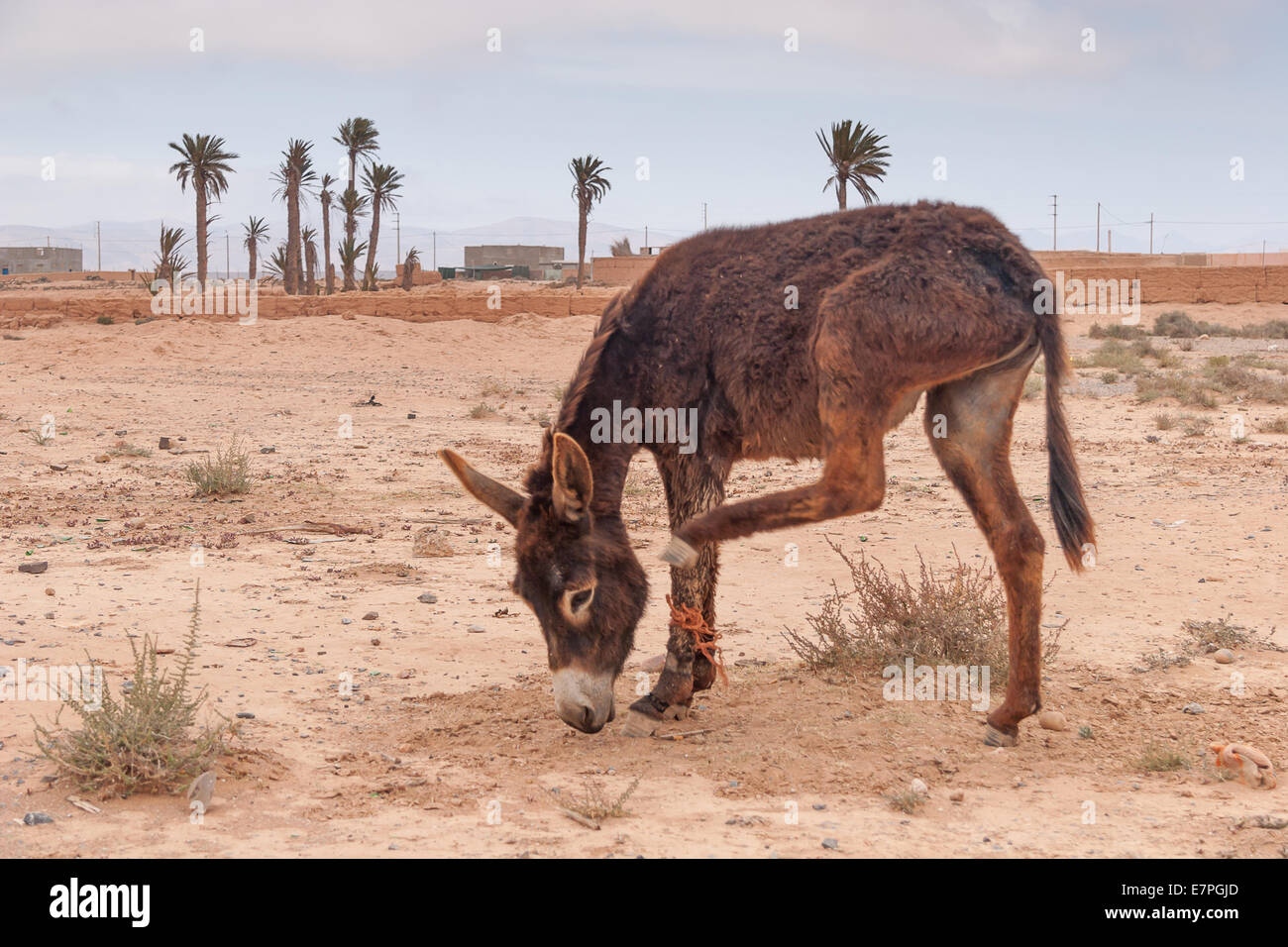 Brown farm hi-res stock photography and images - Alamy