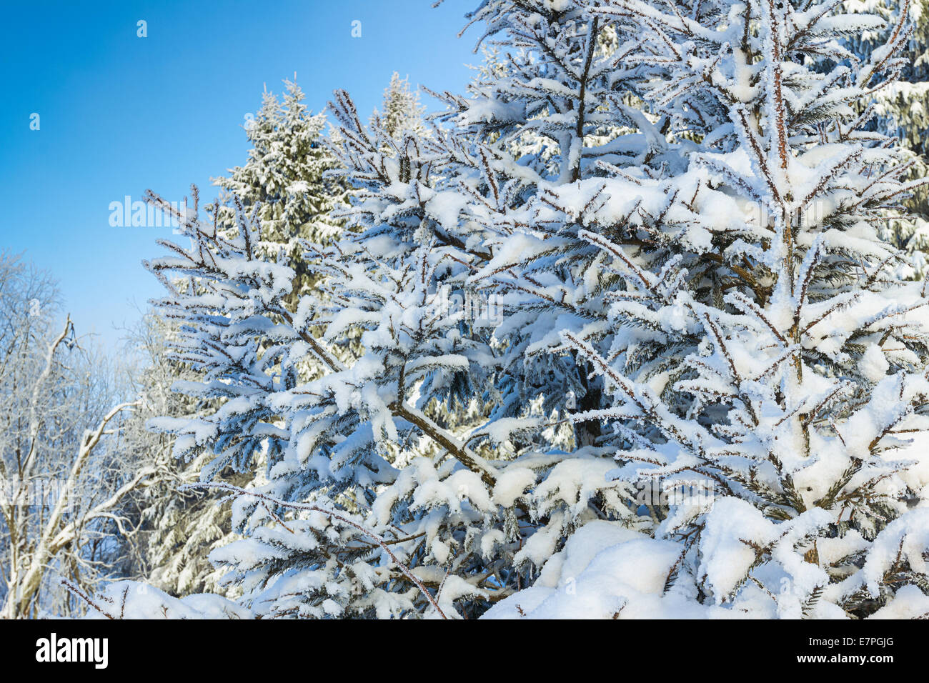 Russian winter in forest trees hi-res stock photography and images - Alamy