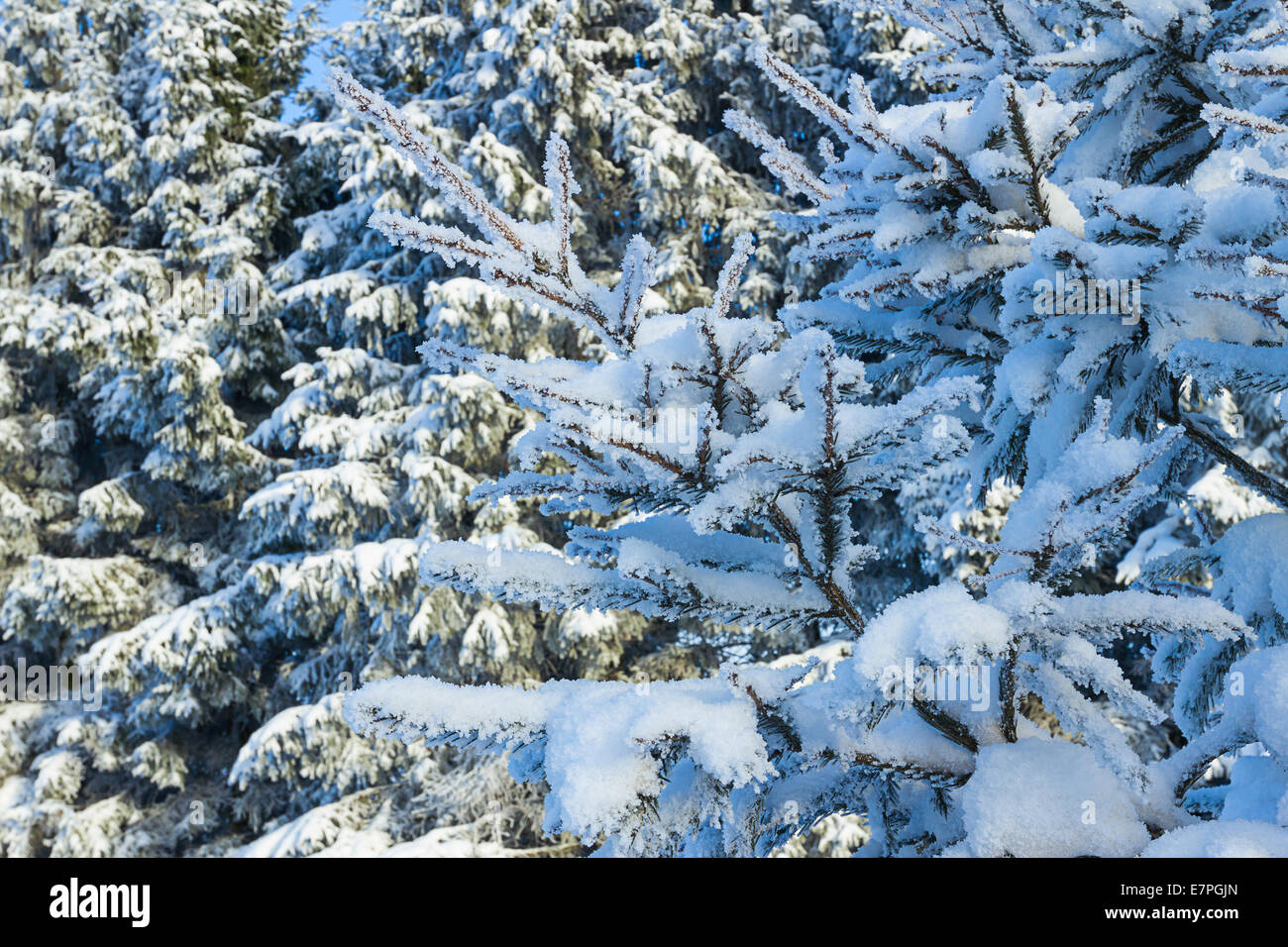 Russian winter forest in snow Stock Photo - Alamy