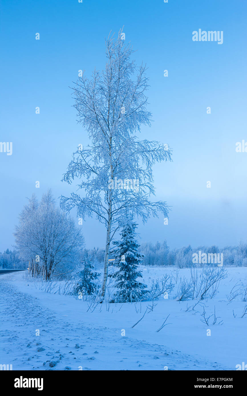 Russian winter forest in snow Stock Photo - Alamy