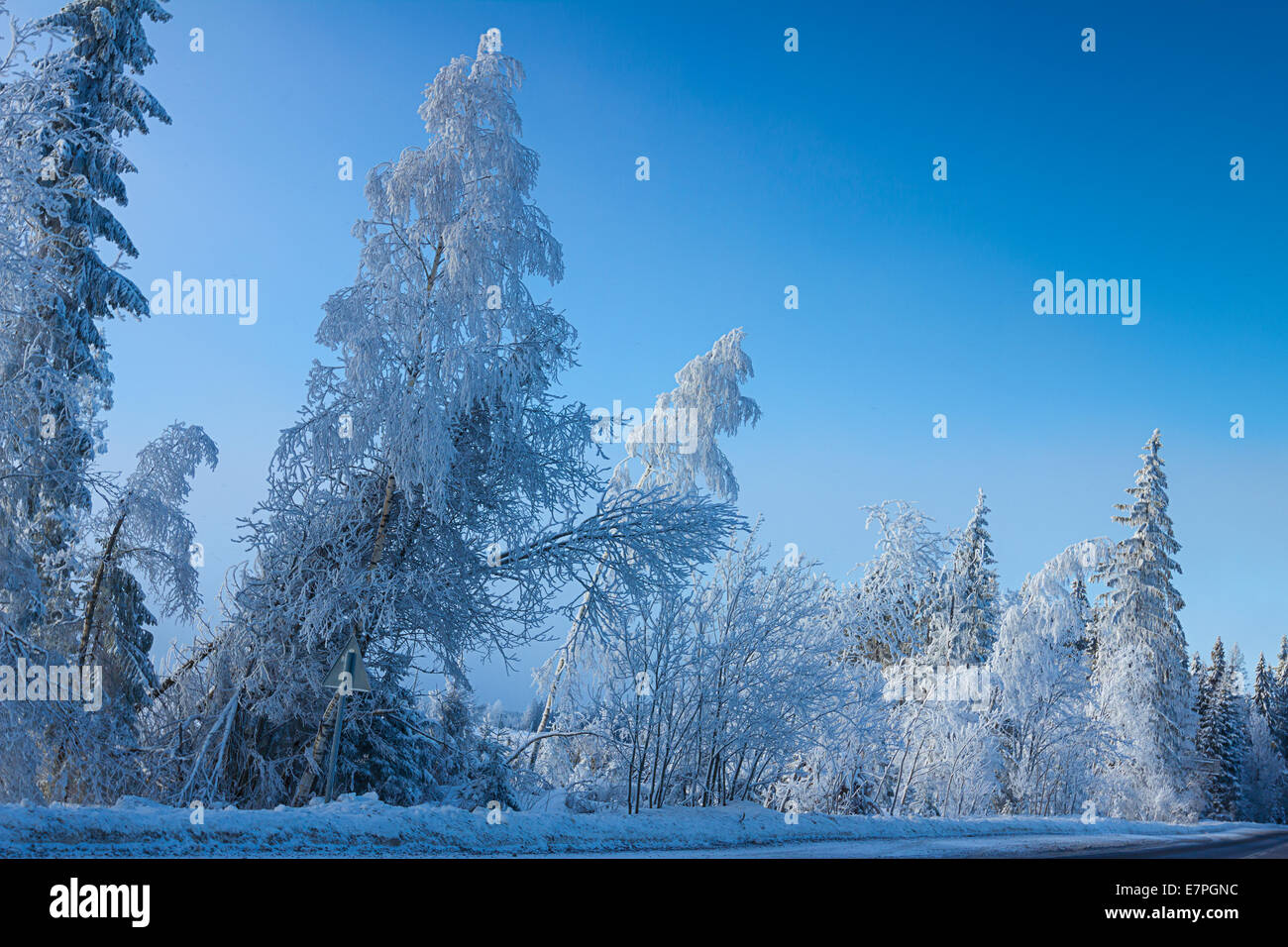 Russian winter forest in snow Stock Photo - Alamy