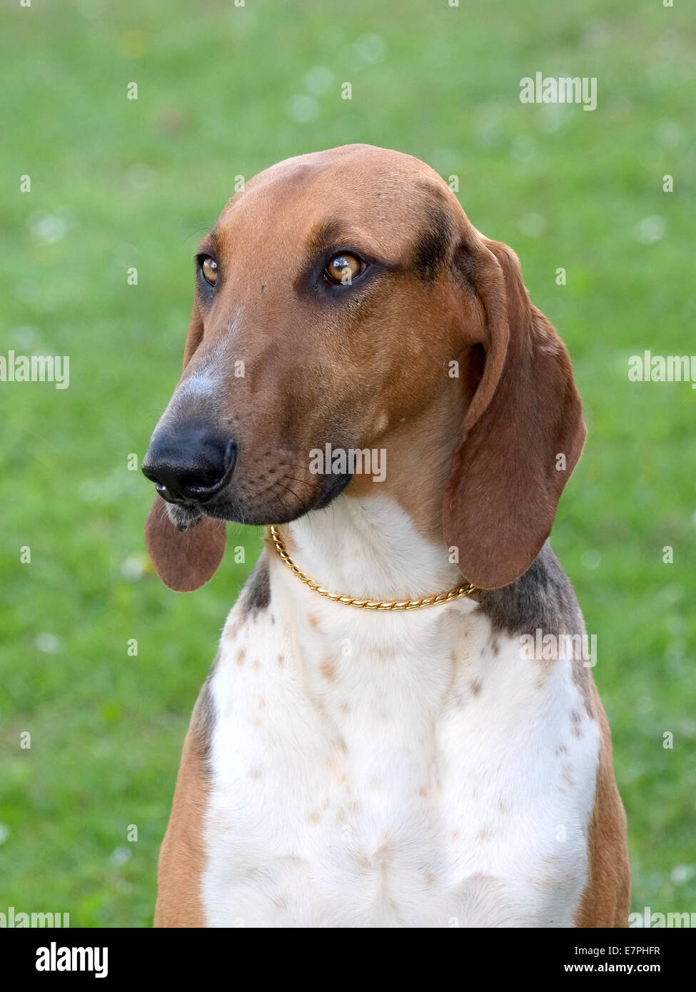 Poitevin dog hi-res stock photography and images - Alamy