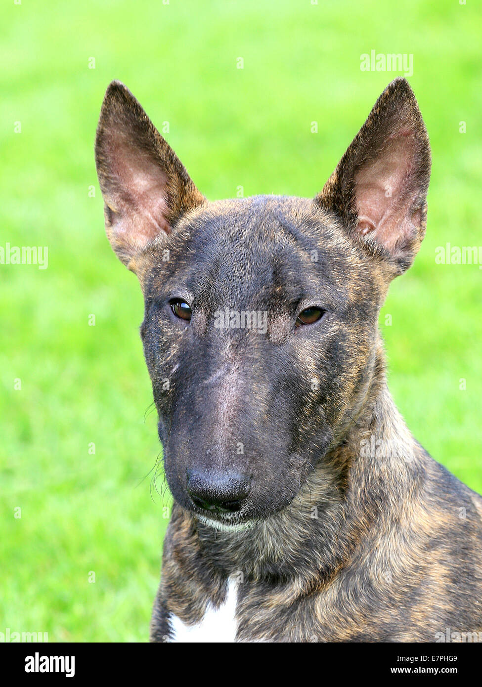 Portrait of English Bull Terrier Stock Photo - Alamy