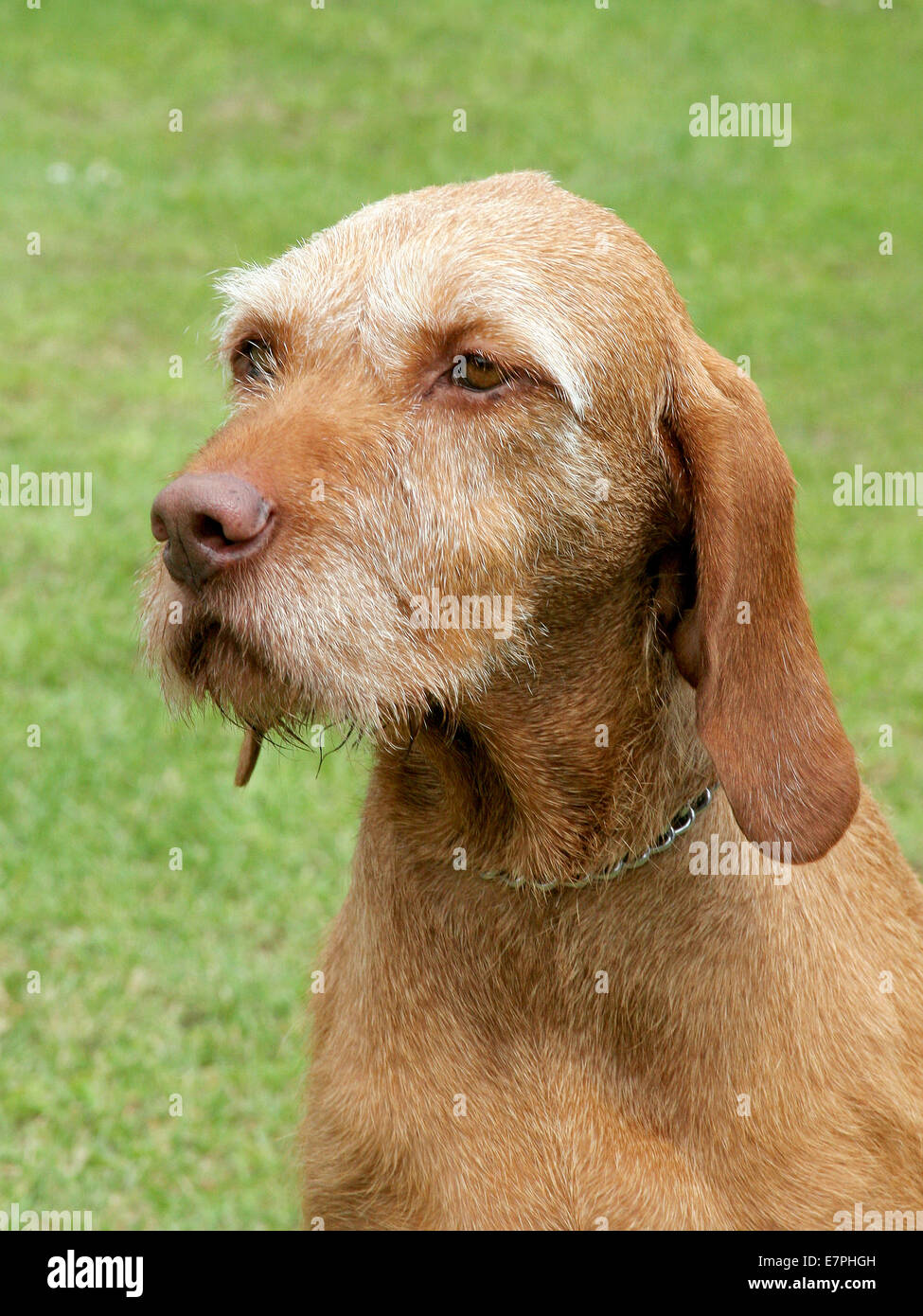 Portrait of Hungarian Wire-haired Pointer Stock Photo - Alamy