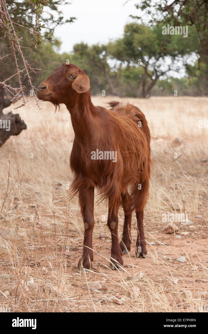 Morrocan goats in the field Stock Photo - Alamy