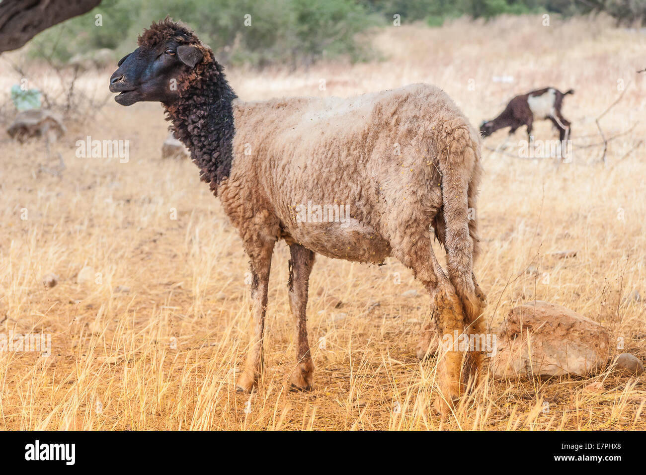 Sheep animal hi-res stock photography and images - Alamy