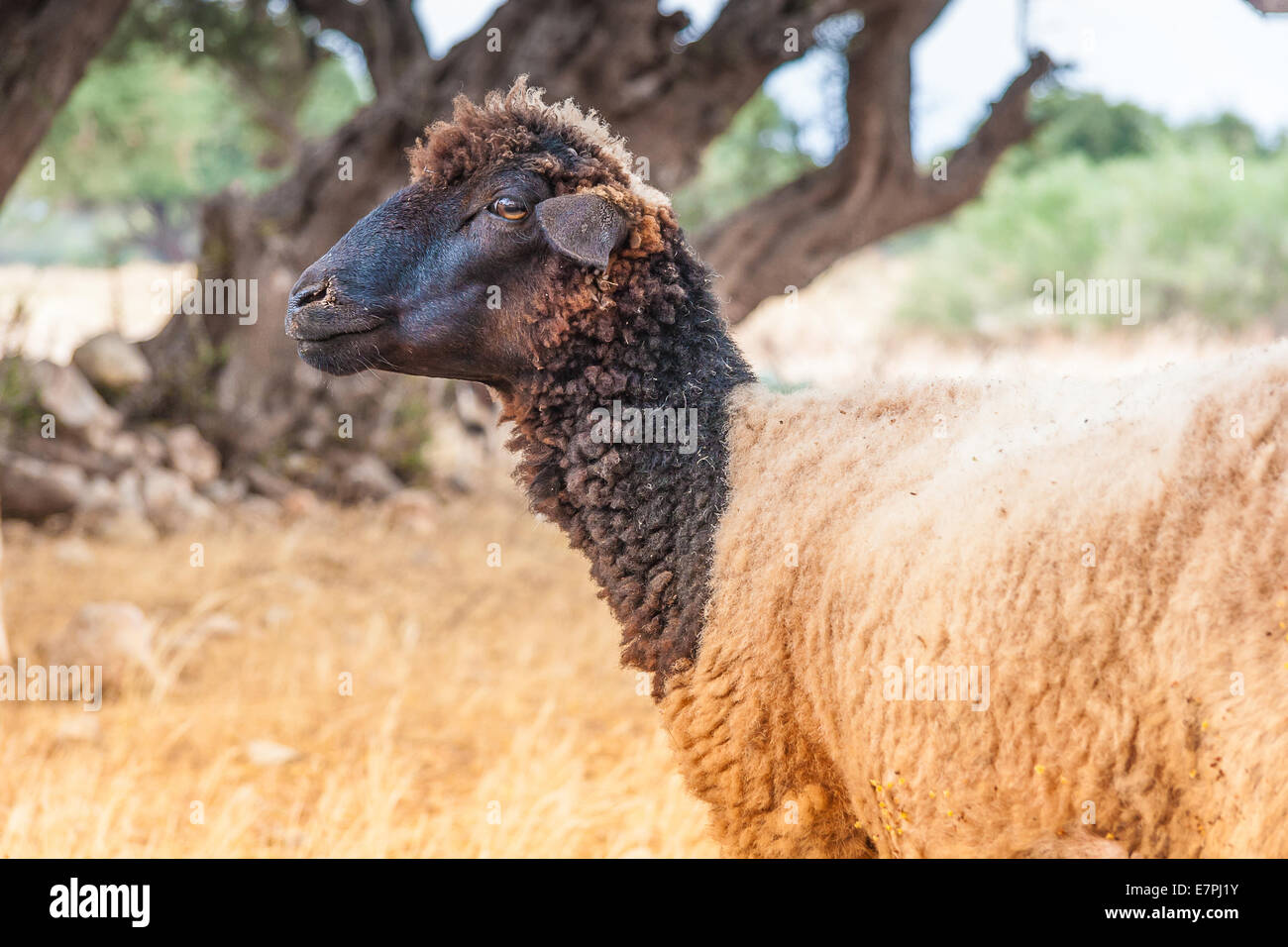 Morrocan sheep in the field Stock Photo - Alamy