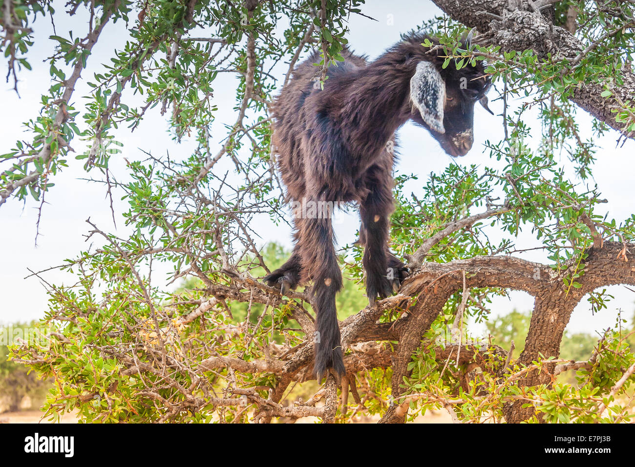 Morrocan goats in the field Stock Photo - Alamy