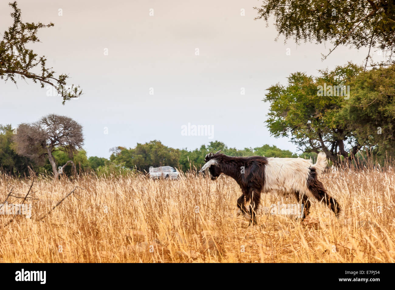 Morrocan goats in the field Stock Photo - Alamy