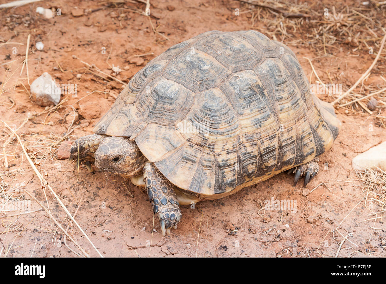 Turtle on the ground Stock Photo - Alamy